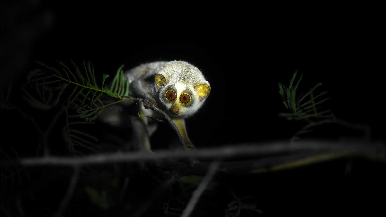 Slender Loris Conservation | Bosch Global Software Technologies PVT LTD